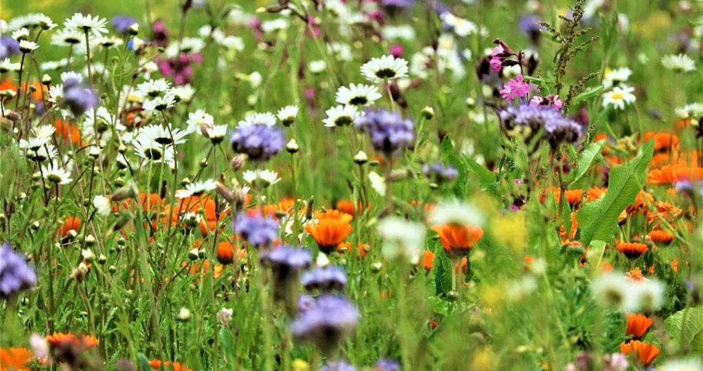 Wie eine Blühwiese der Artenvielfalt dient